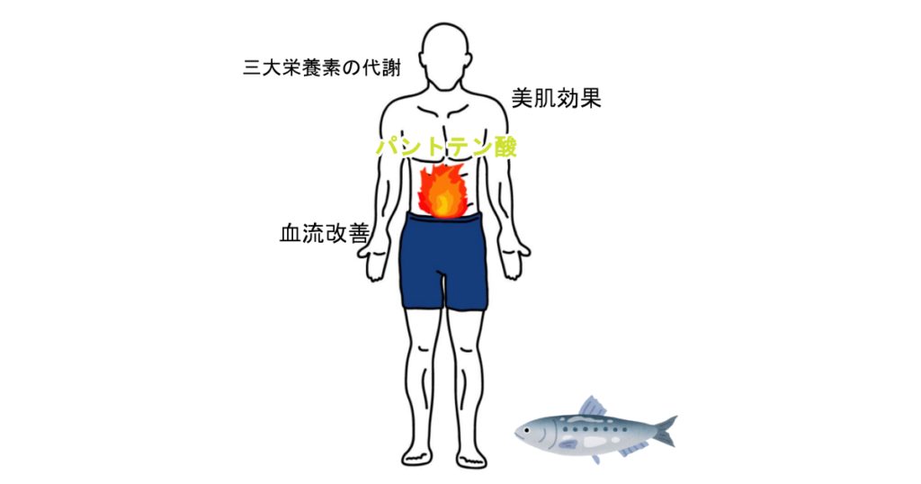 パントテン酸の効果とは！？摂取量美肌効果ニキビ予防 健モテ ドットコム