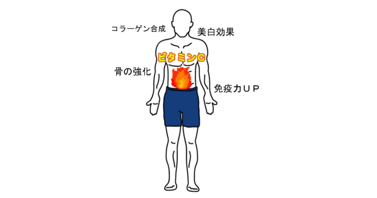 ビタミンdの効果！カルシウムや日光との関係、多く含む食品も解説 健モテ ドットコム